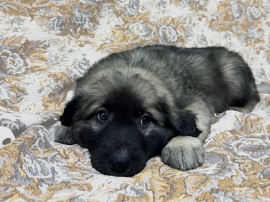 Щенок Риччи в добрые руки