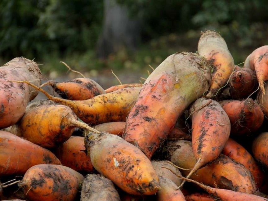 Свекла кормовая