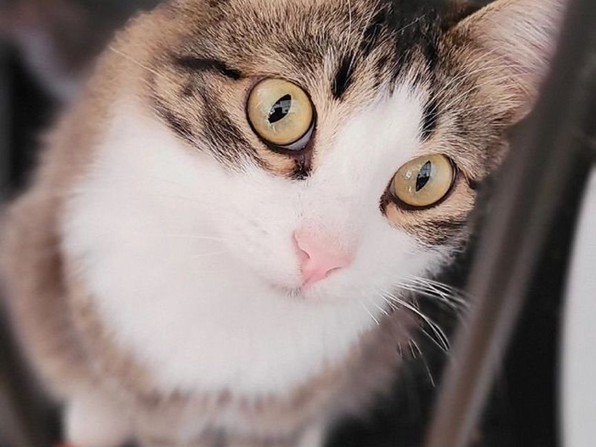 Котик лапочка