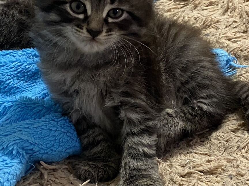 Сибирская кошка