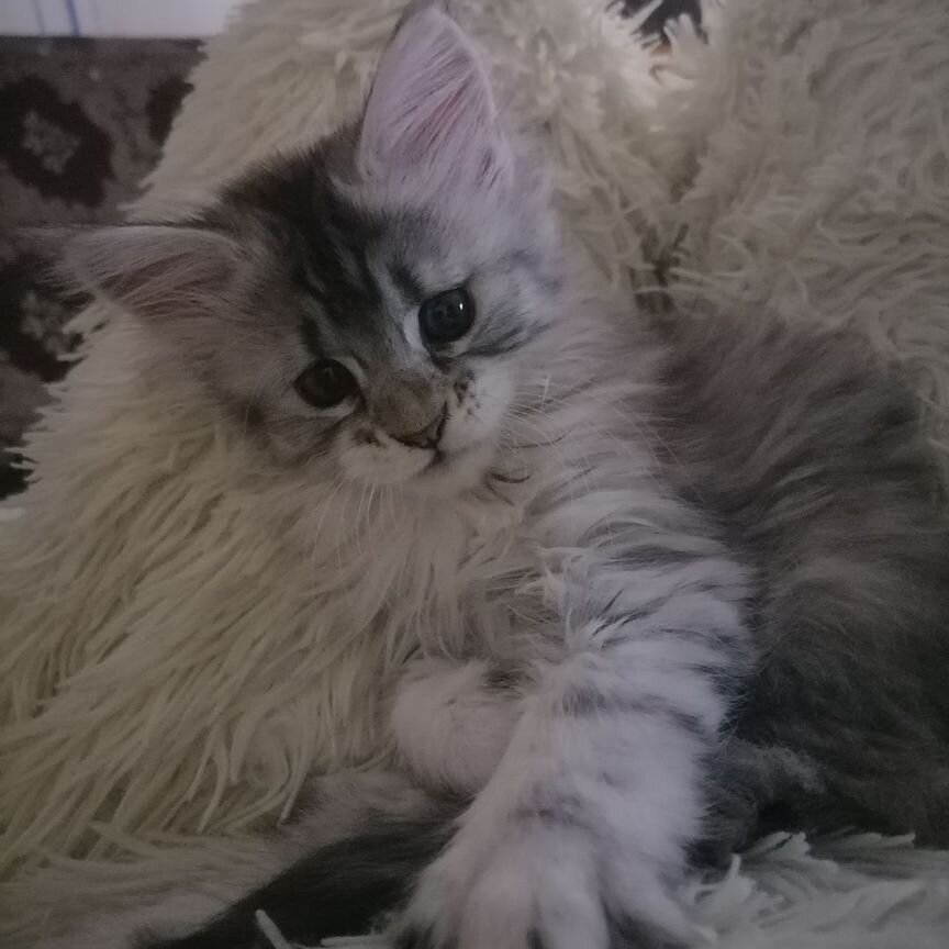 Котёнок мейкуна