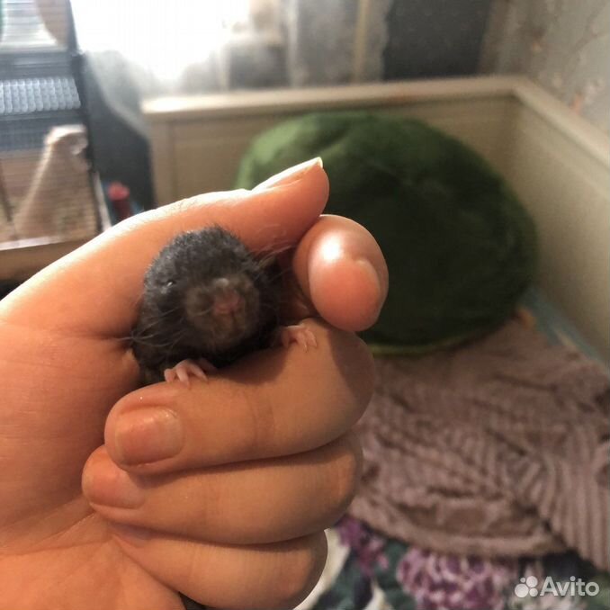 Крыски дамбо