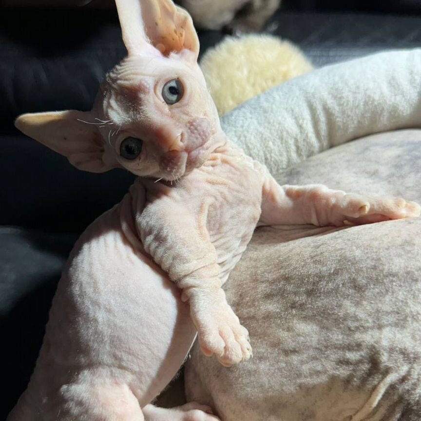 Сфинкс коротколапый бомбино