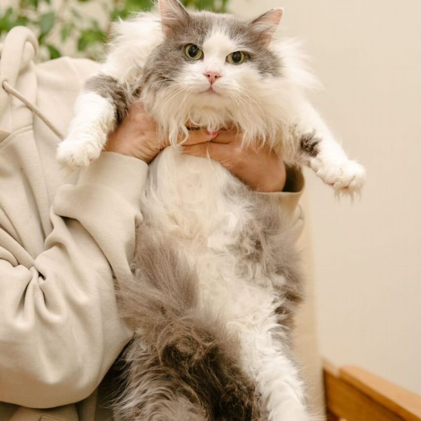 Очень крупный и ласковый котик