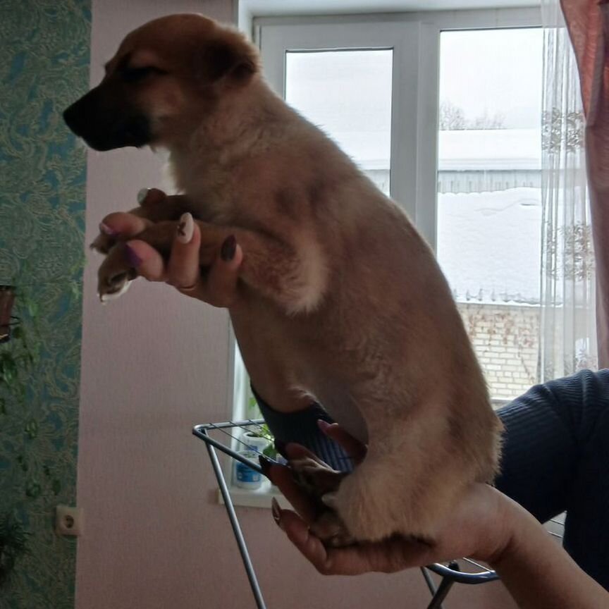 Щенок в добрые руки