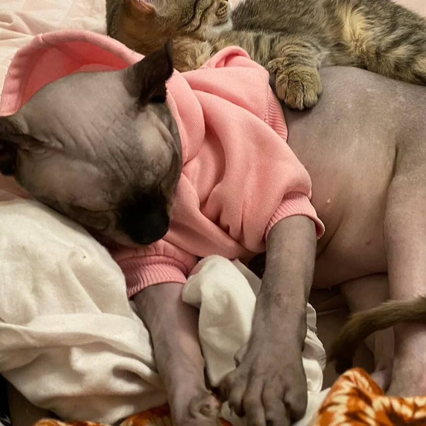 Канадский сфинкс, взрослый кот