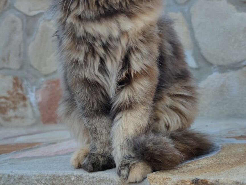 Кошка в дар