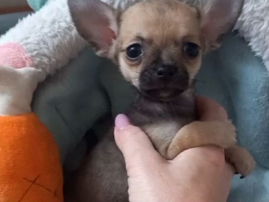 Чихуахуа мини