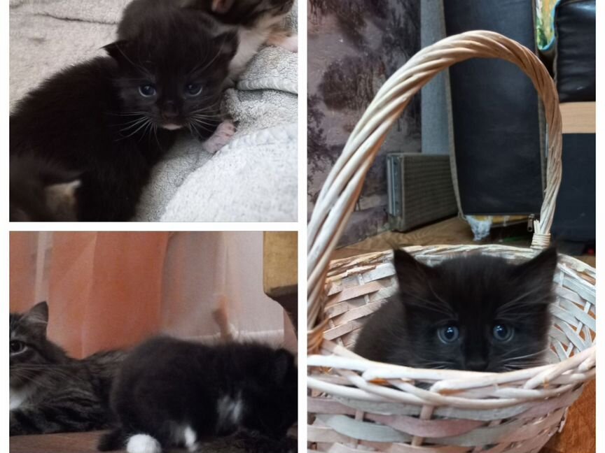 Котёнок в добрые руки бесплатно