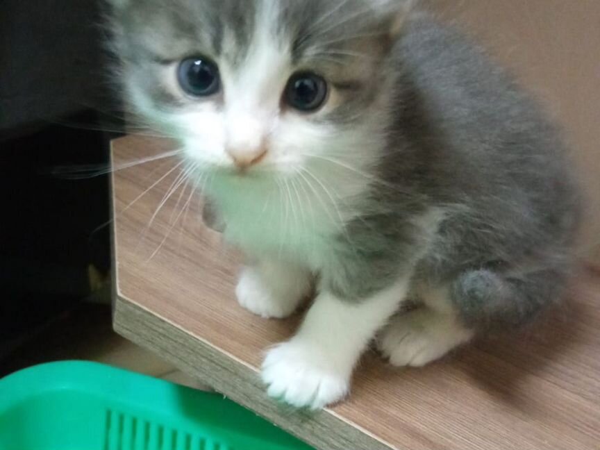 Котята отдам бесплатно