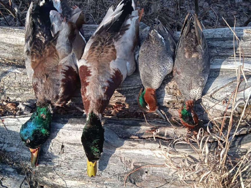 Утки подсадные для охоты