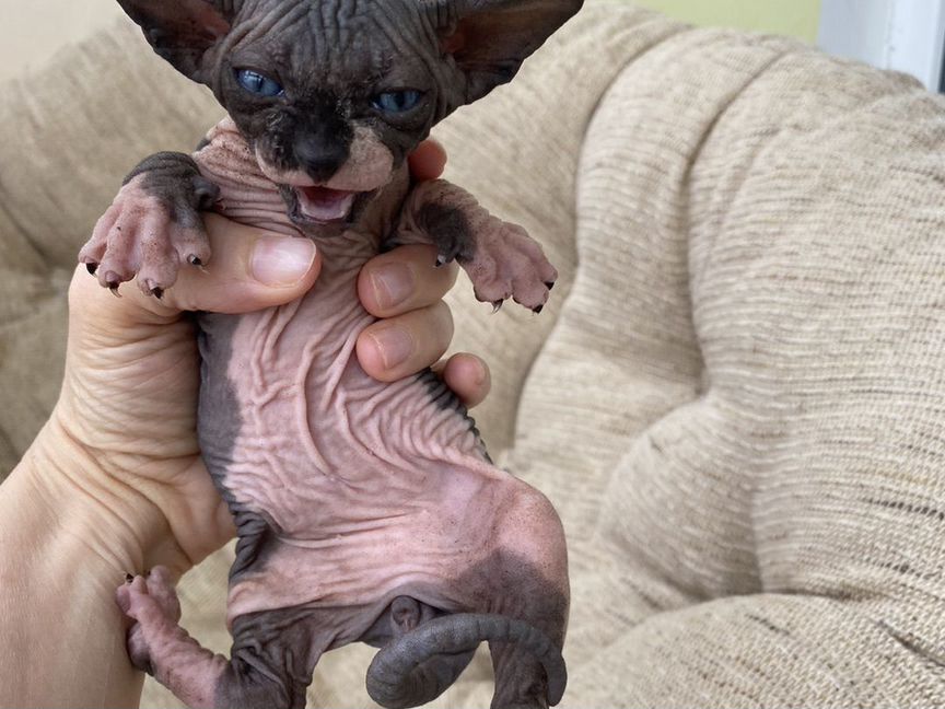 Канадский сфинкс котенок