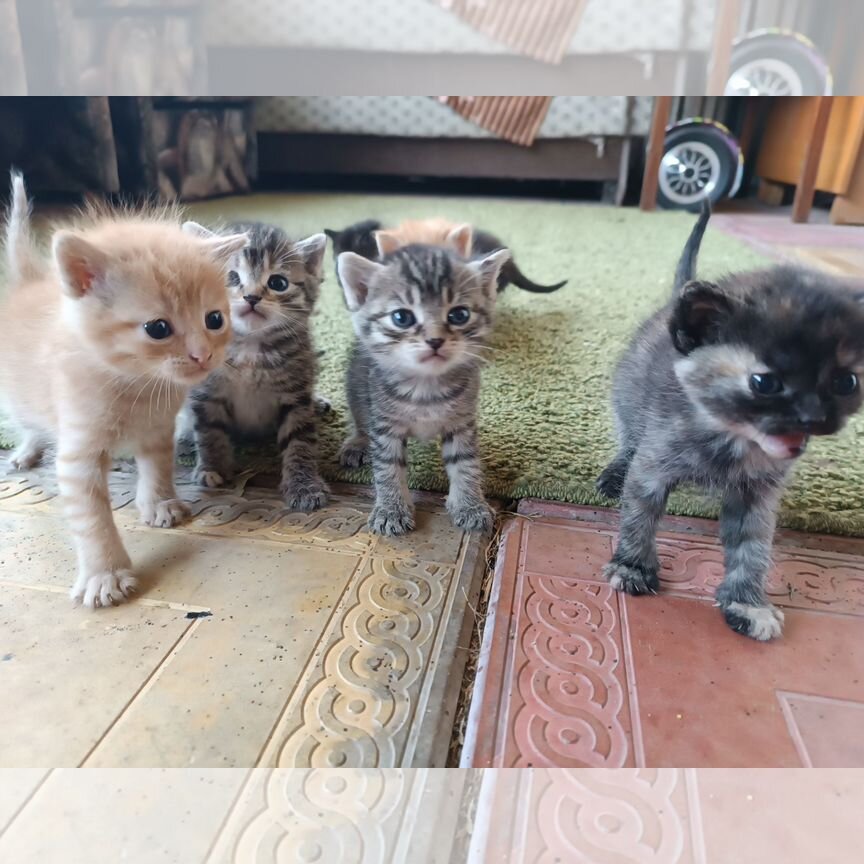 Котята отдам бесплатно