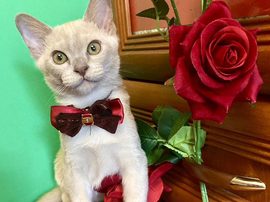 Котята европейской бурмы