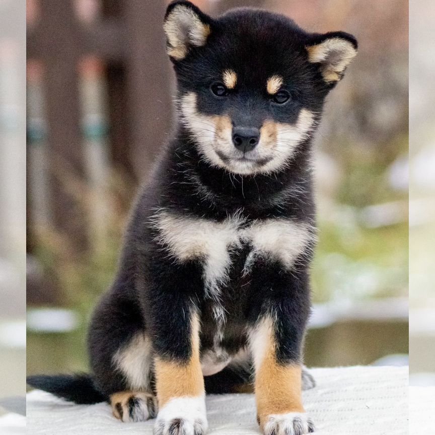 Сиба-ину, щенок