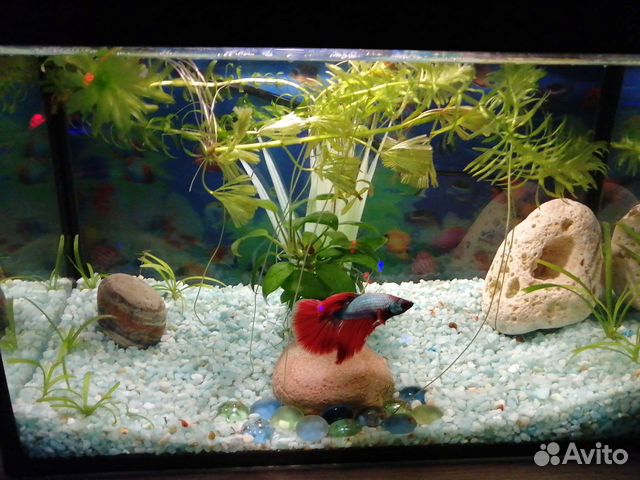 Украшение для аквариума