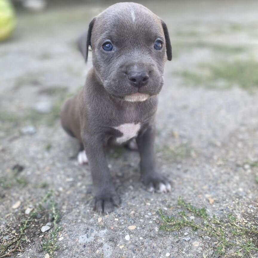 Щенки стаффорда