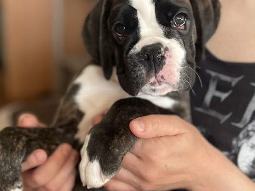 Продаются щенки боксера