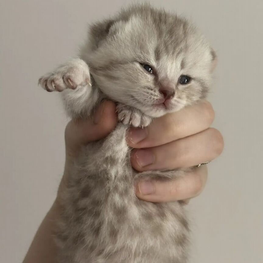 Шотландский вислоухий короткошёрстный котёнок