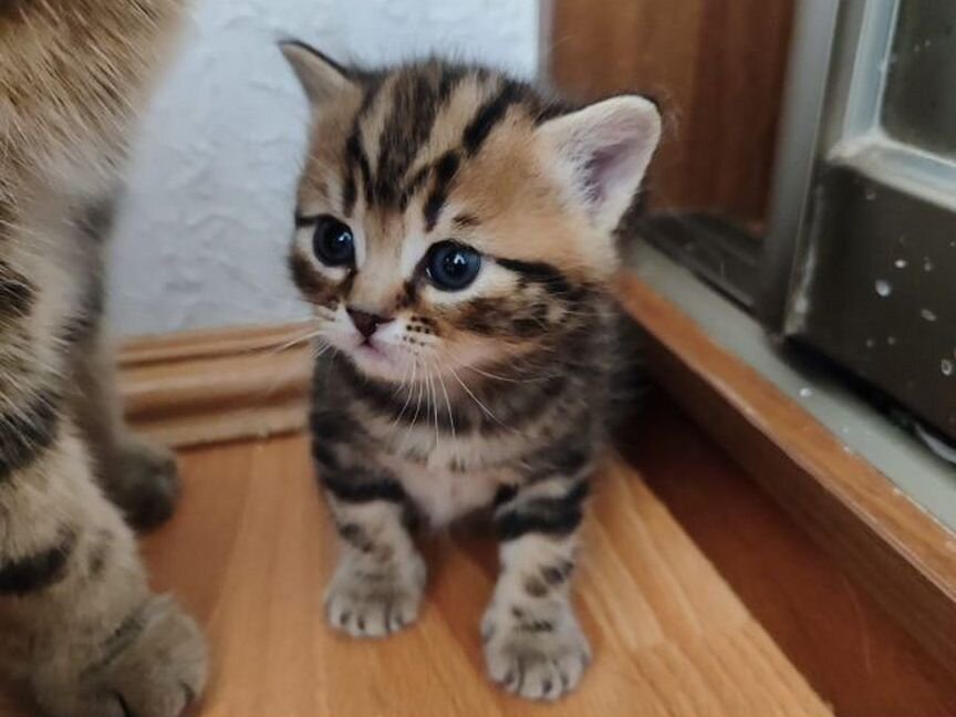 Шатланские котики