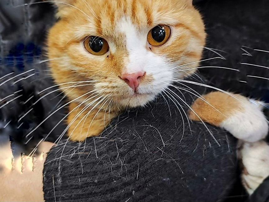 Котики бесплатно в добрые руки