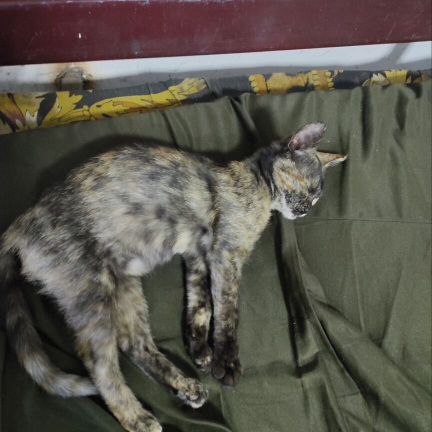 Малыши ждут своих добрых и любящих хозяев