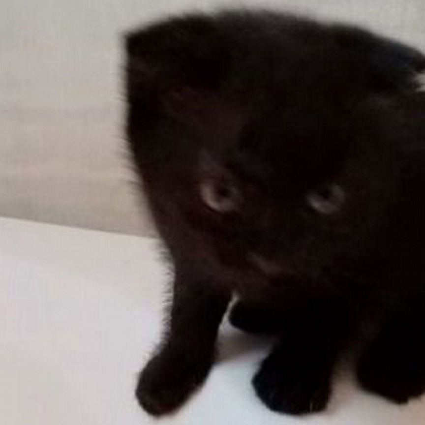 Вислоухие котята бесплатно