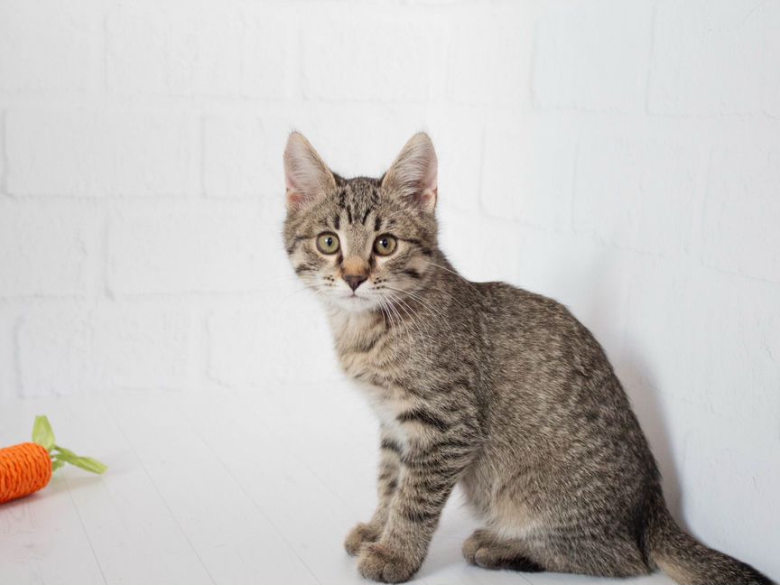 Рассудительный котенок мальчик изет дом