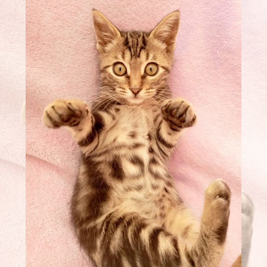 Котенок от бенгальской кошки