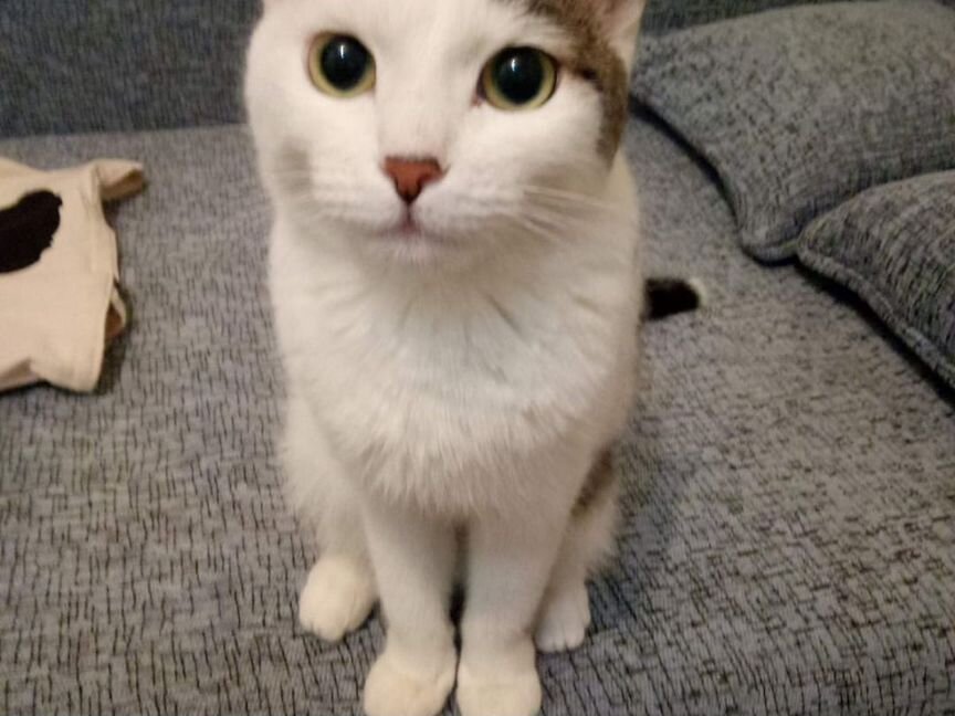 Кот и собака