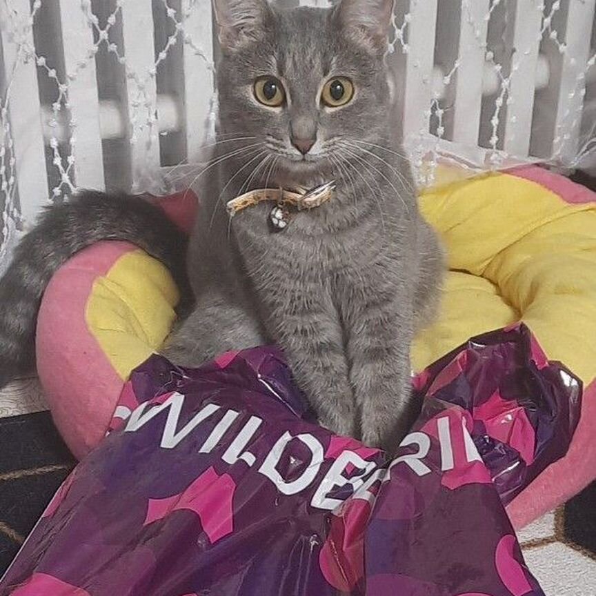 Отдам кота в добрые руки