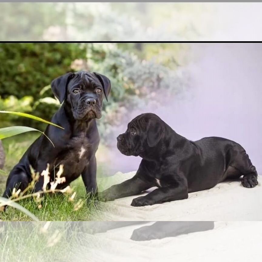 Кане-корсо, щенок