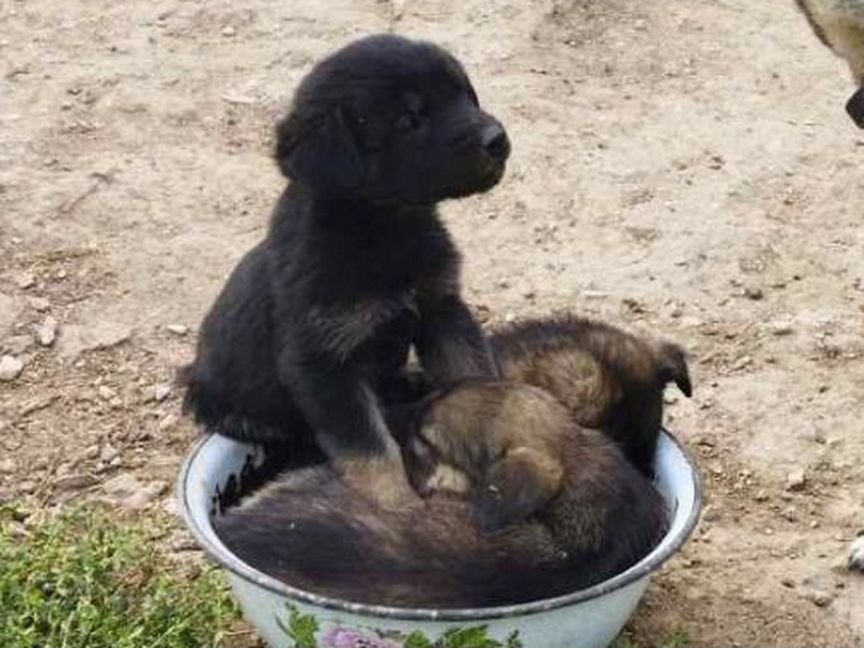 Отдам бесплатно щенят