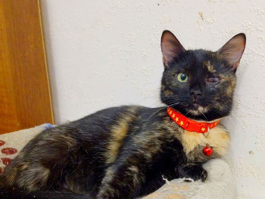 Принцесса ищет дом