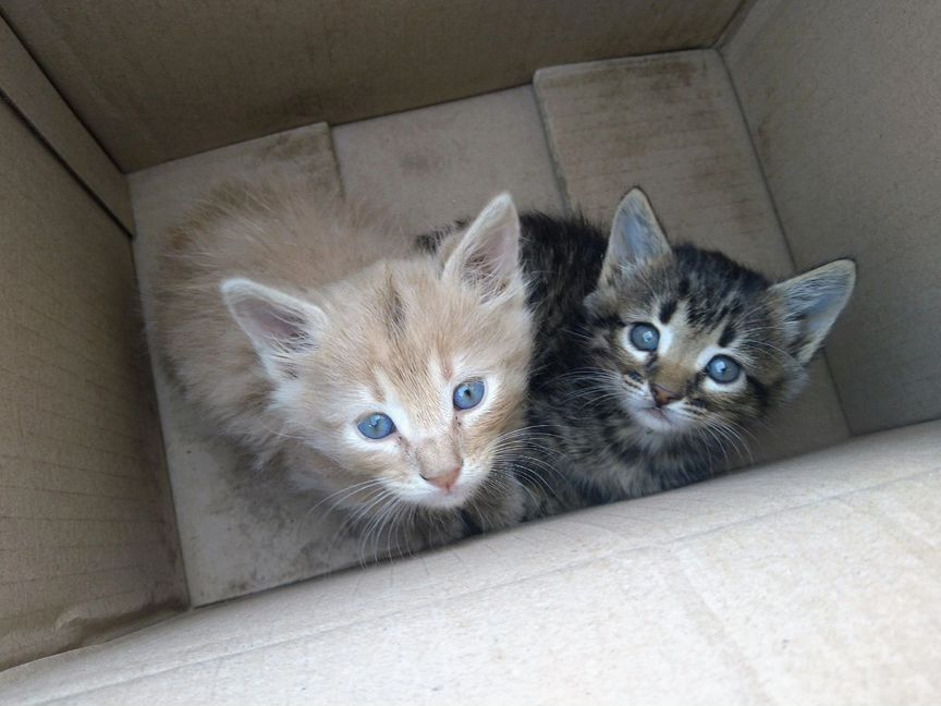 Крошкам котятам нужен дом