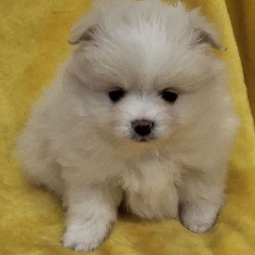 Немецкий шпиц, щенок