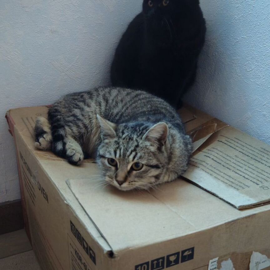 Котята бесплатно