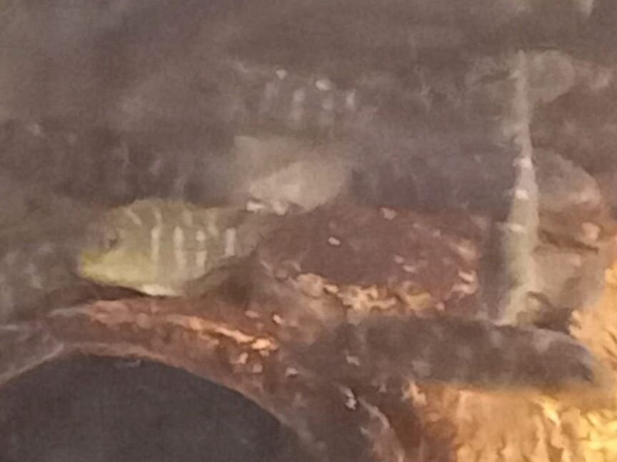 Цихлазома львиноголовая мальки