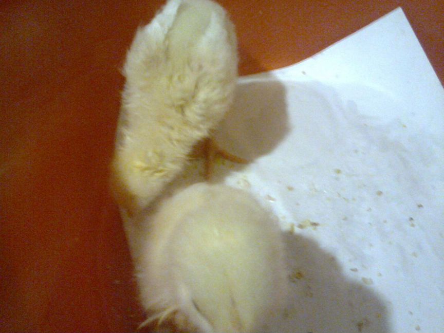 Цыпленок бесплатно