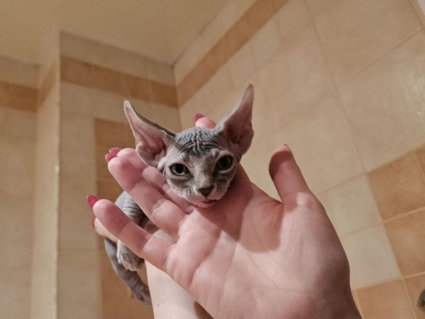 Кошка сфинкс