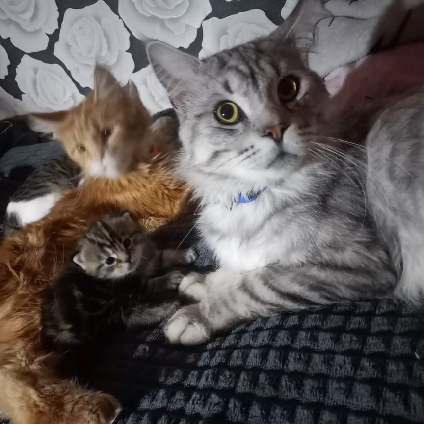 Котëнок мейн кун