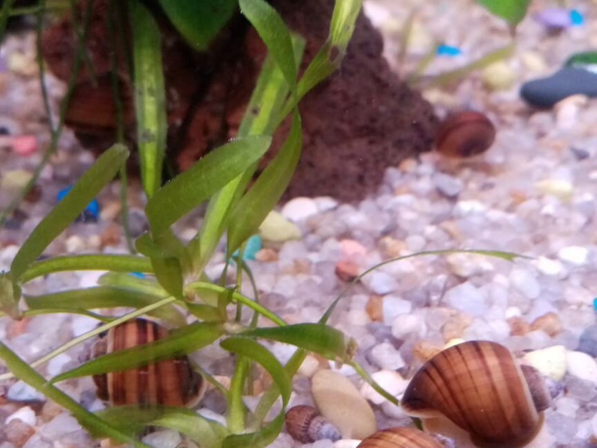 Улитки аквариумные ампулярии