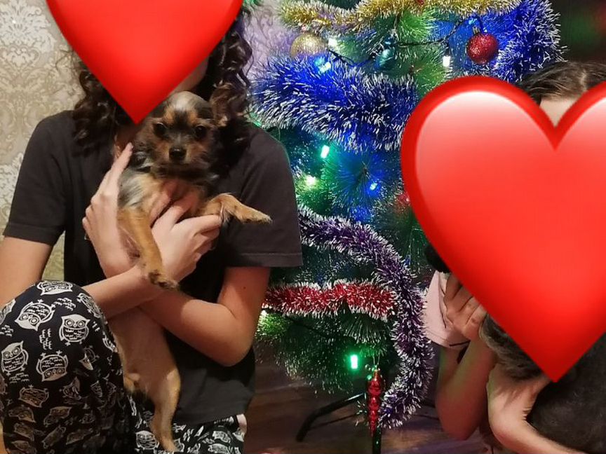 Отдам собаку (смесь йорка и той-терьера)