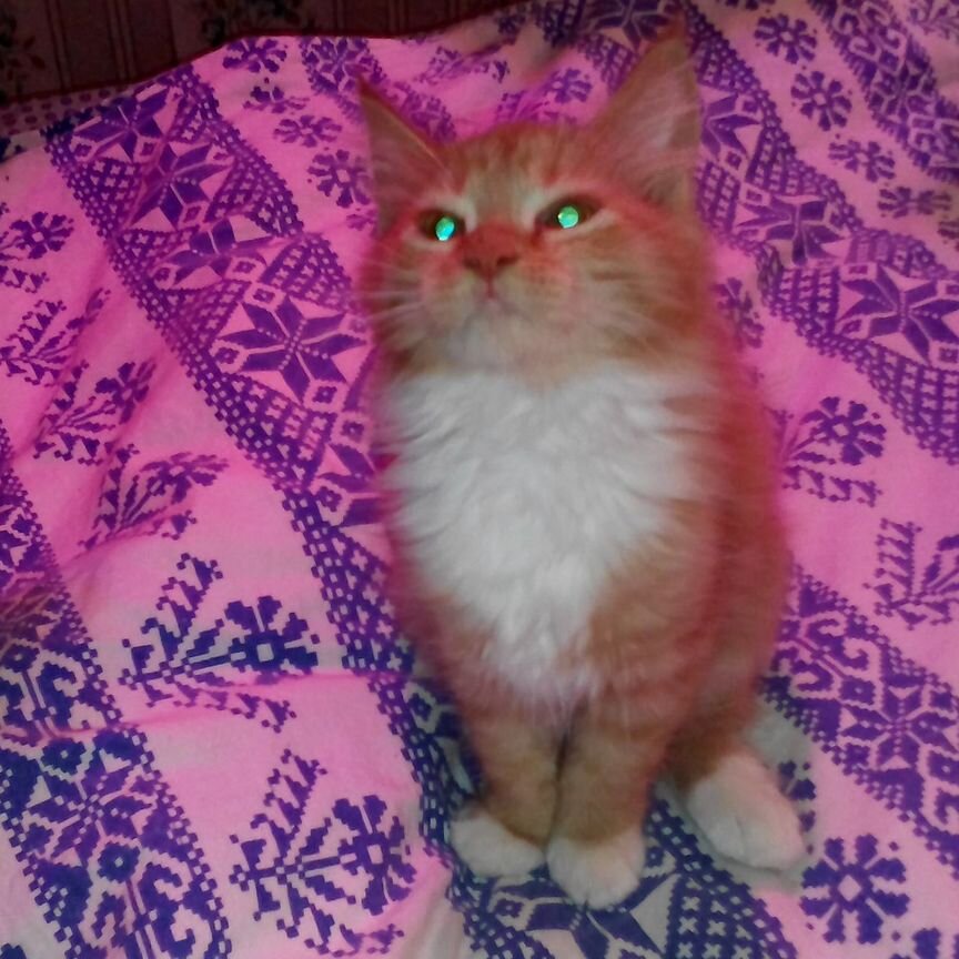 Сибирский котёнок