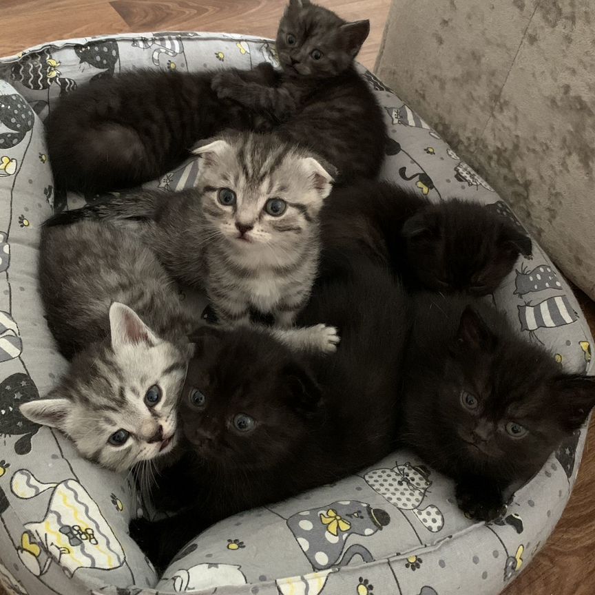 Британский длинношёрстный котёнок