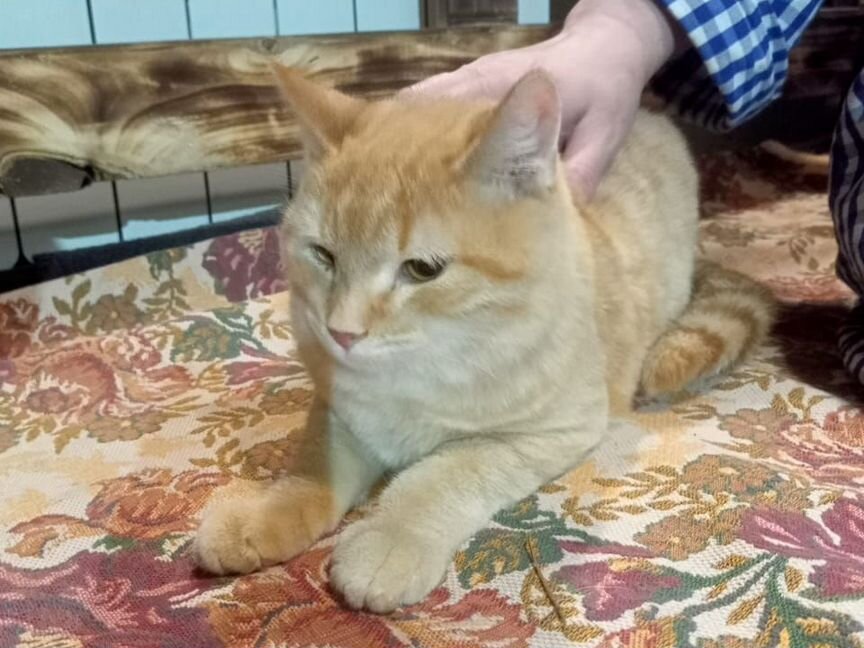 Котики