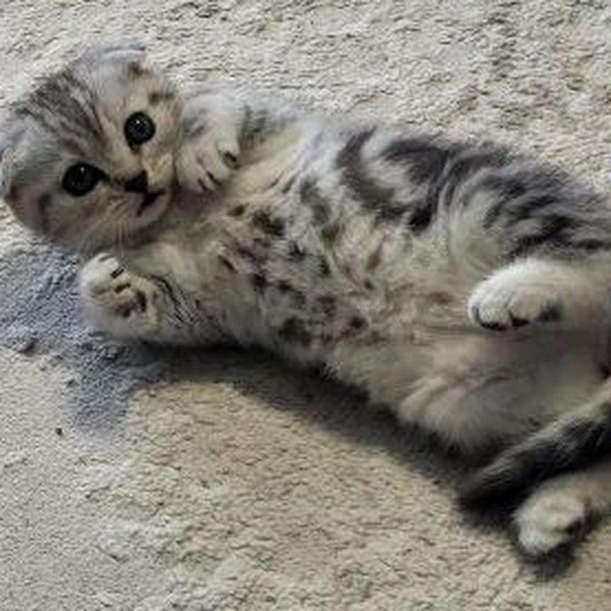 Шотландский вислоухий короткошёрстный котёнок