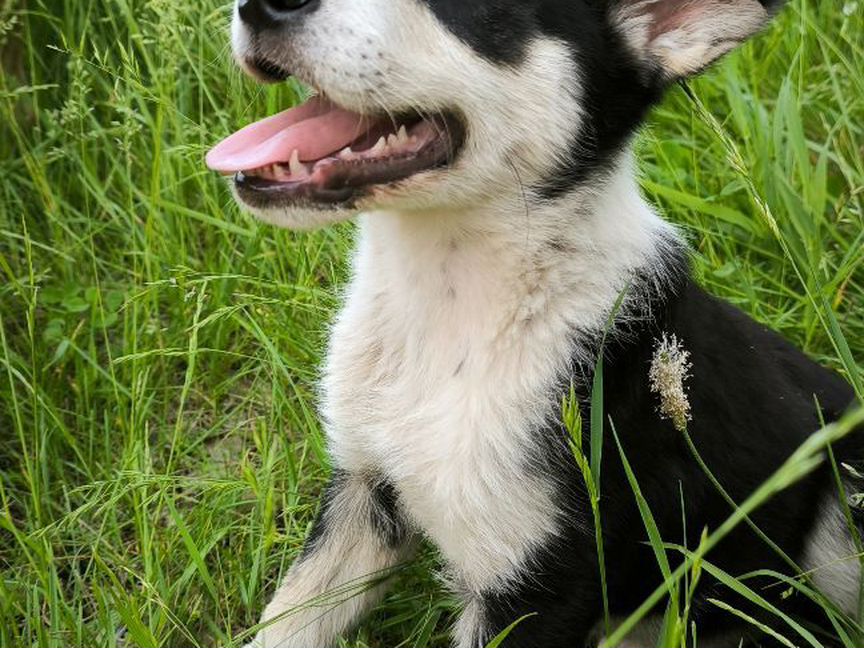 Щенок в добрые руки бесплатно Помесь хаски