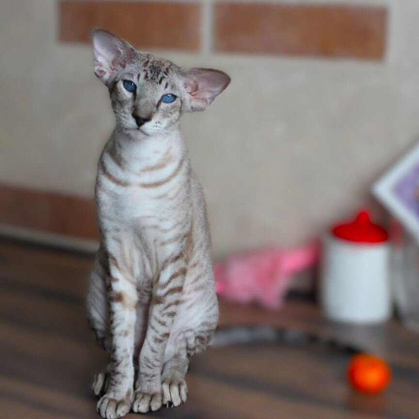Котик петерболд