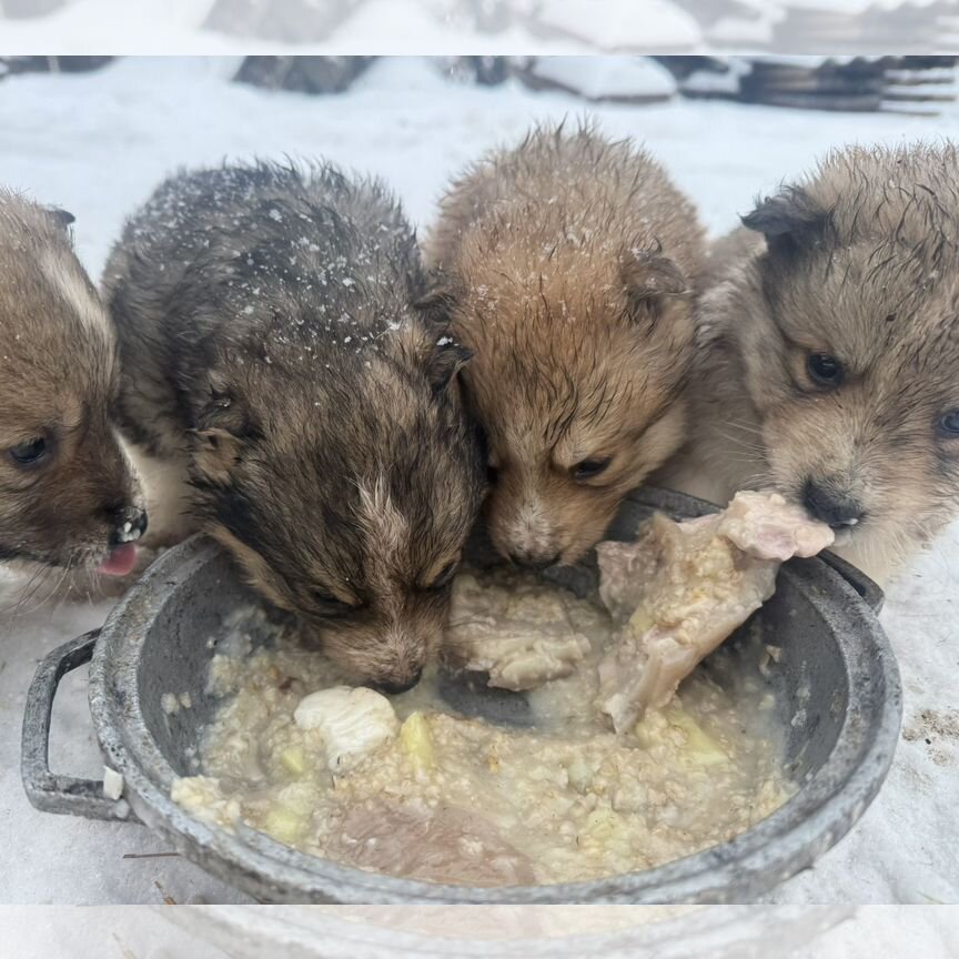 Щенок в добрые руки